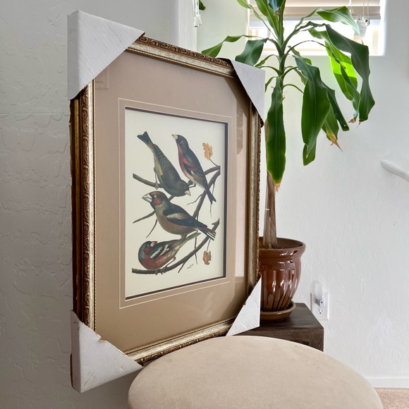 Vintage | Art | Vintage William Rutledge Finch Songbird Bird Family ...